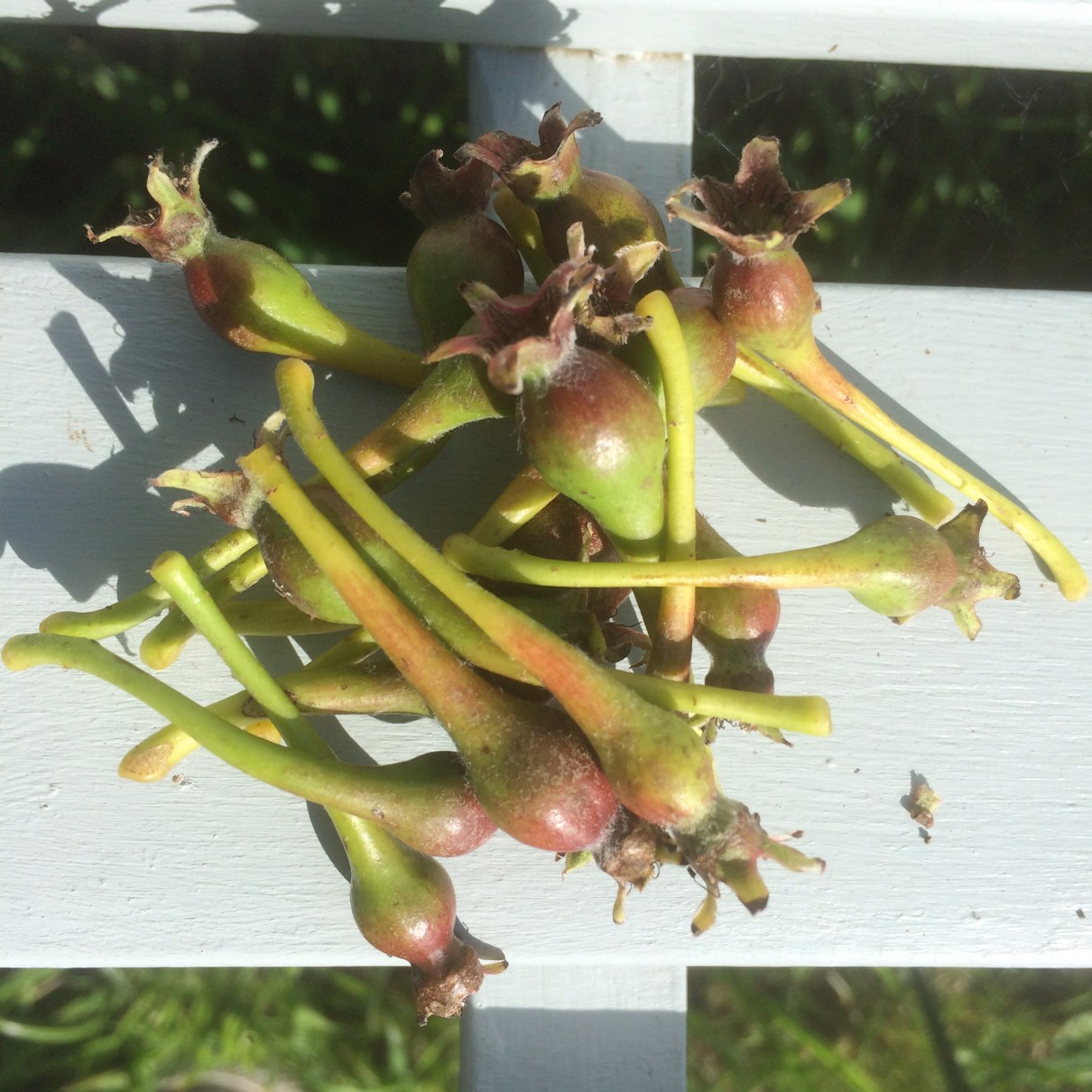 Allotment Journal: Monthly Update | welovegrowingstuff